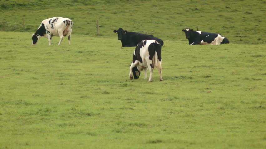 Dutch Cow Grazing In The Landscape Of The Netherlands. Stock Footage ...