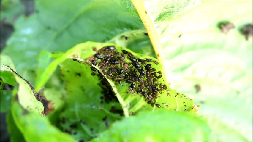 Aphids (Plant Lice) With Eggs And Different Generations On A Cherry ...