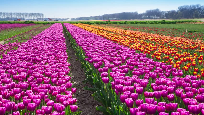 Tulips Farm Near The Creil Town Beautiful Morning Scenery In
