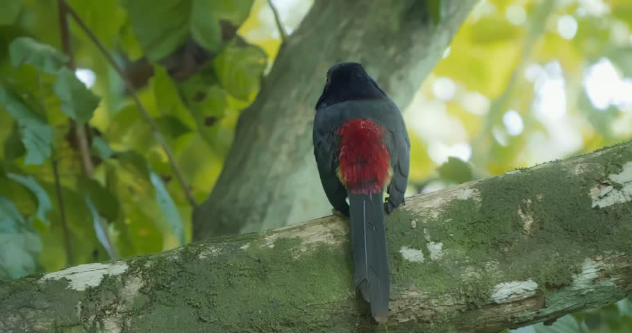 Collared Aracari Toucan - Pteroglossus torquatus image - Free stock ...