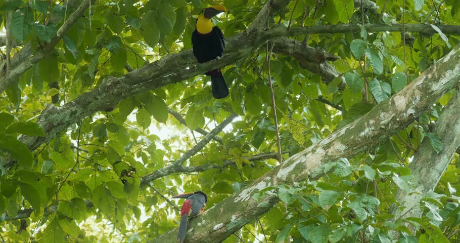 Collared Aracari Toucan - Pteroglossus torquatus image - Free stock ...