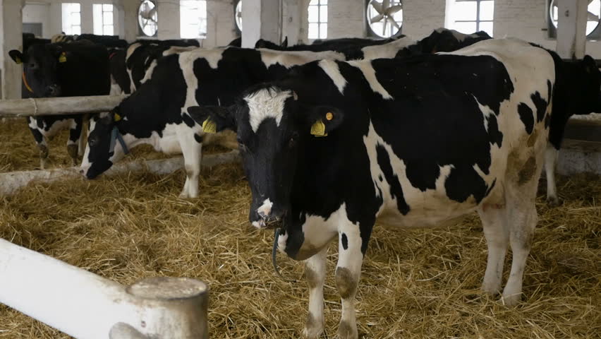 Cow House ; Milking Cows In The Barn Eating Hay,video Clip Stock ...