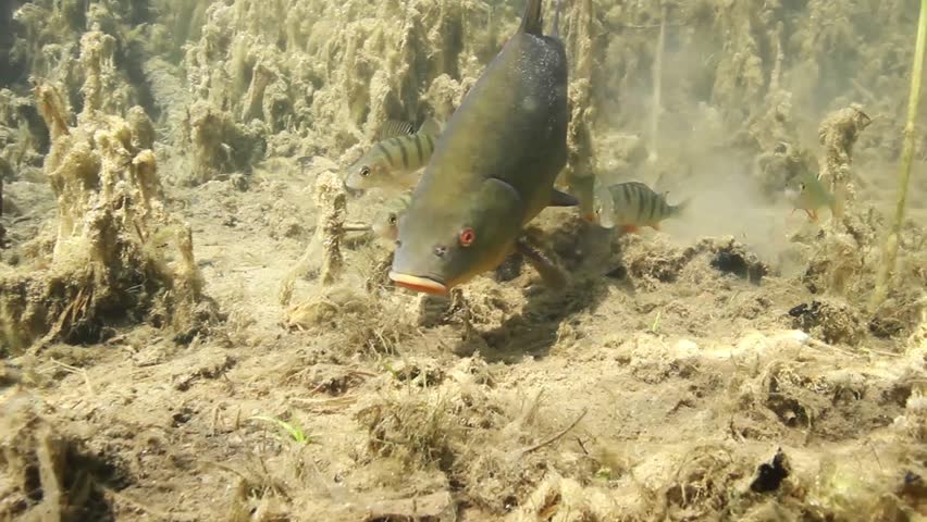 European Perch - Perca fluviatilis image - Free stock photo - Public ...