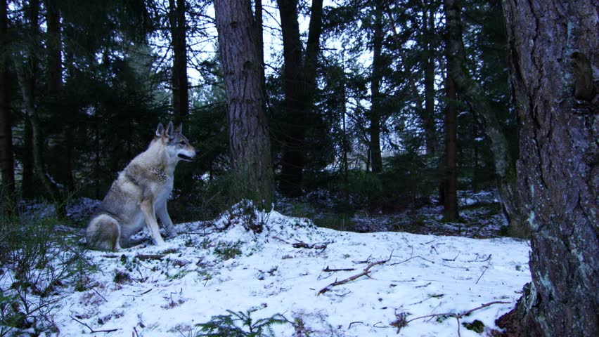Wolf sitting in the snow image - Free stock photo - Public Domain photo ...