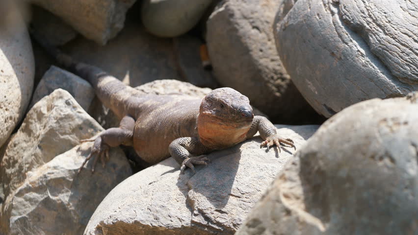 Giant Lizard Dinosaur head image - Free stock photo - Public Domain ...
