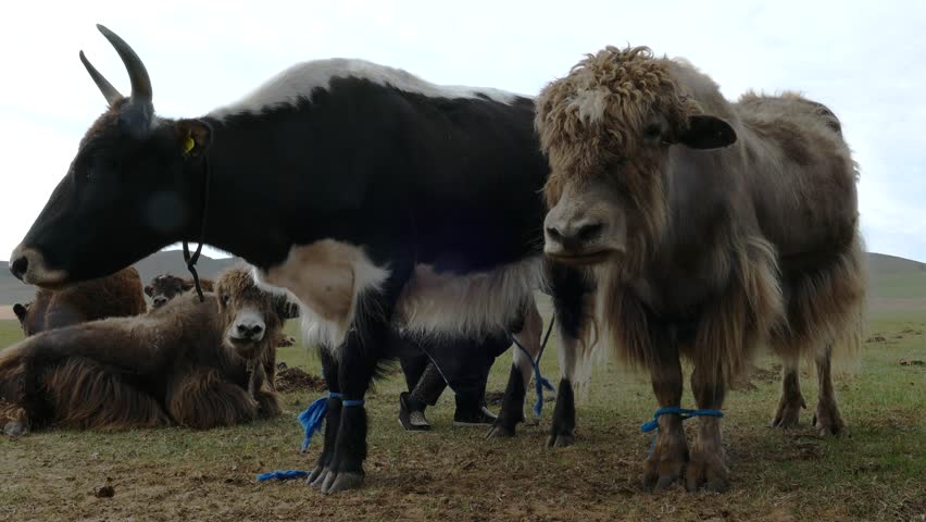 Shaggy Cattle livestock image - Free stock photo - Public Domain photo ...