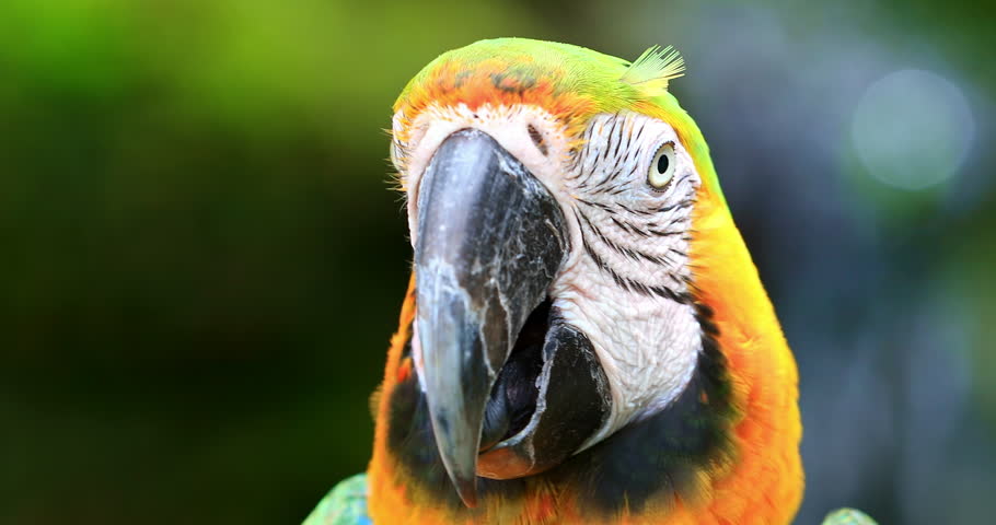 Close up detail of the parrot image - Free stock photo - Public Domain ...