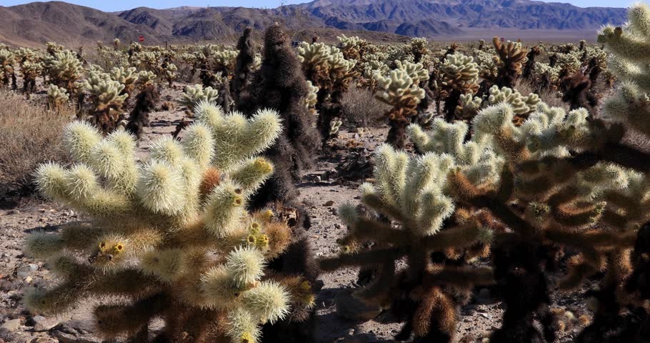 Cholla Cactus garden in Joshua Tree National Park, California image ...