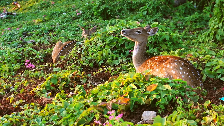 Deer in the flower meadow image - Free stock photo - Public Domain ...