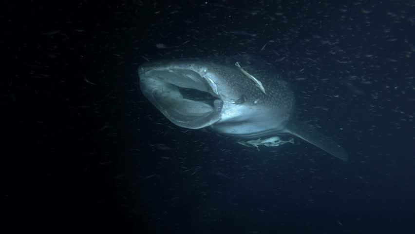 Krill Stock Video Footage - 4K and HD Video Clips | Shutterstock