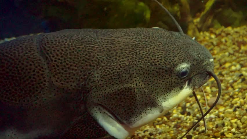 Red Tailed Catfish swimming in water -- Phractocephalus hemioliopterus ...