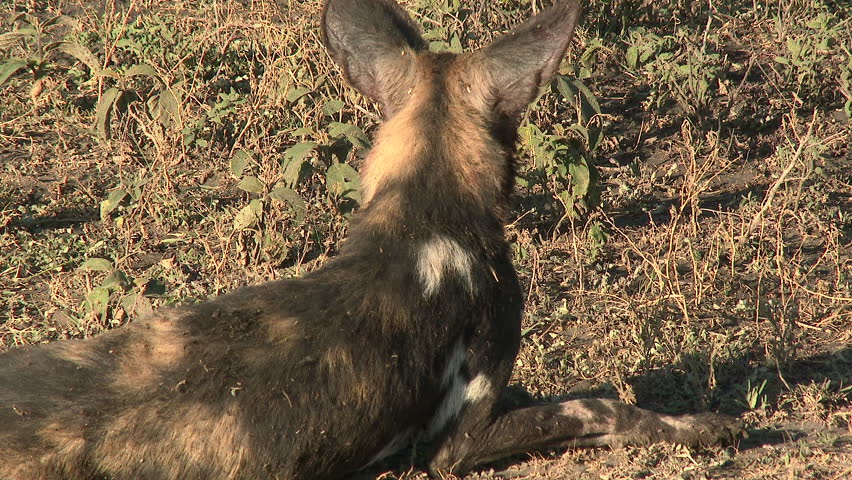African Wild Dog - Lycaon pictus image - Free stock photo - Public ...