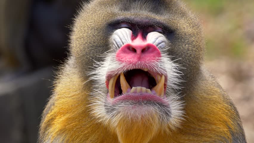 Mandrill Face - Mandrillus sphinx image - Free stock photo - Public ...