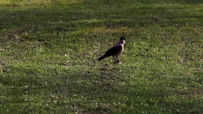 Crow on the Ground in the Grass image - Free stock photo - Public ...