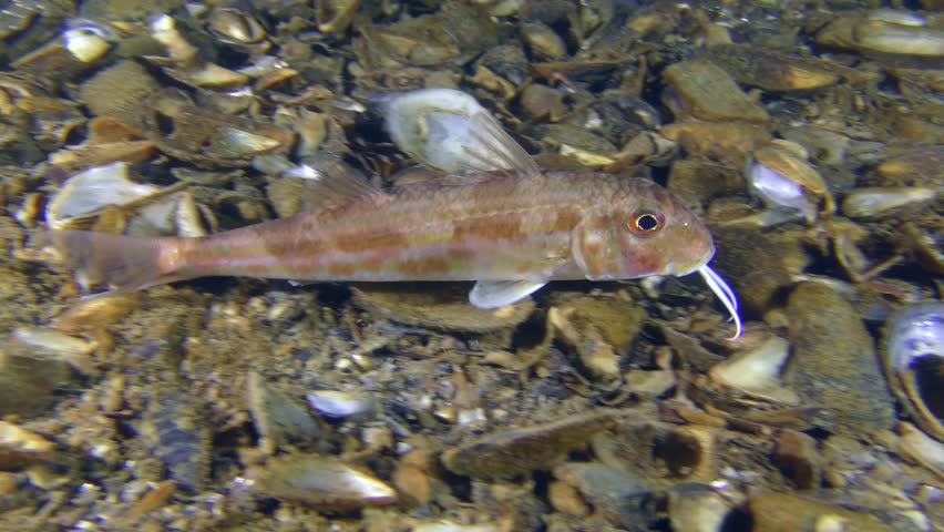 Fish Red Mullet (mullus Barbatus) Stock Footage Video (100% Royalty ...