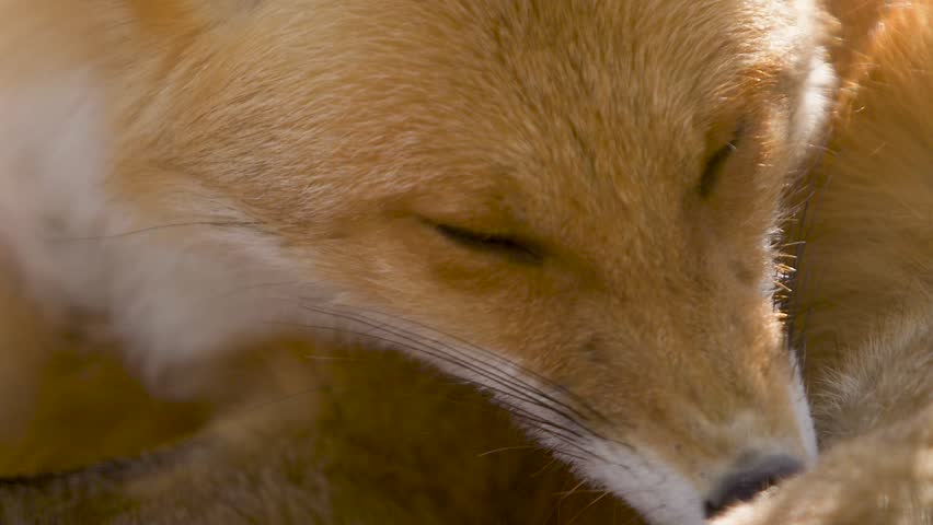 Curled Up Fox image - Free stock photo - Public Domain photo - CC0 Images
