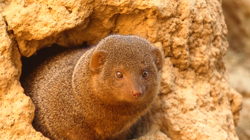 Dwarf Mongoose image - Free stock photo - Public Domain photo - CC0 Images