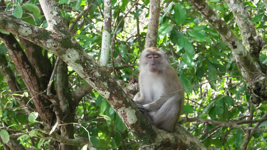 Monkey Rest at the Tree. Stock Footage Video (100% Royalty-free ...