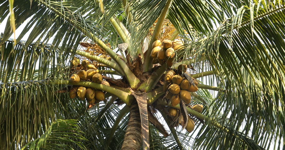 Coconut Tree Kerala India stock-videoer (100 % royaltyfri) 1011374123 ...