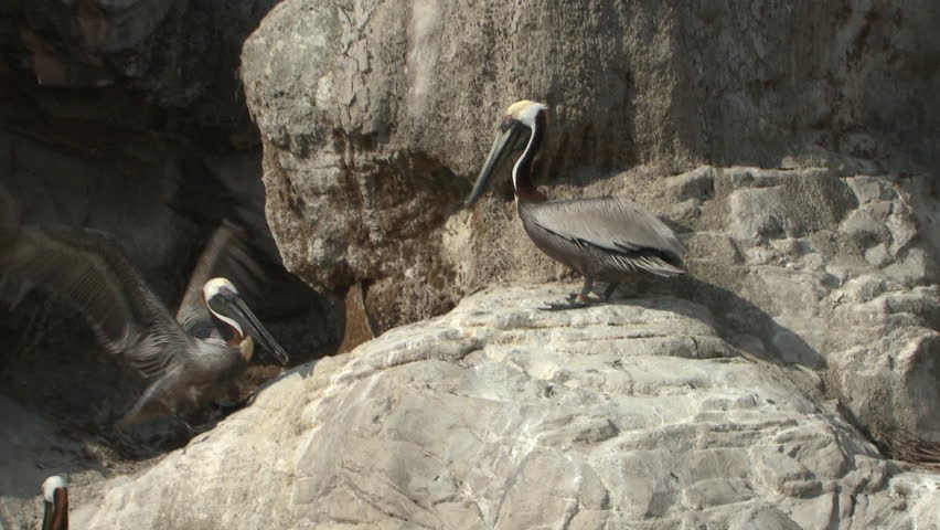 Pelicans on the rocks image - Free stock photo - Public Domain photo ...