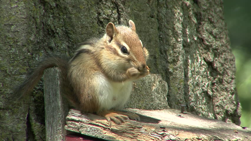Eastern Chipmunk image - Free stock photo - Public Domain photo - CC0 ...