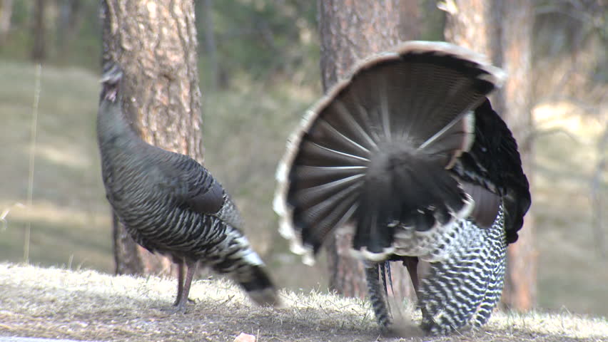 Turkey Male Gobbler Female Hen Stock Footage Video (100% Royalty-free ...