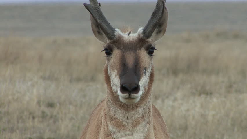 Pronghorn Antelope - Antilocapra americana image - Free stock photo ...