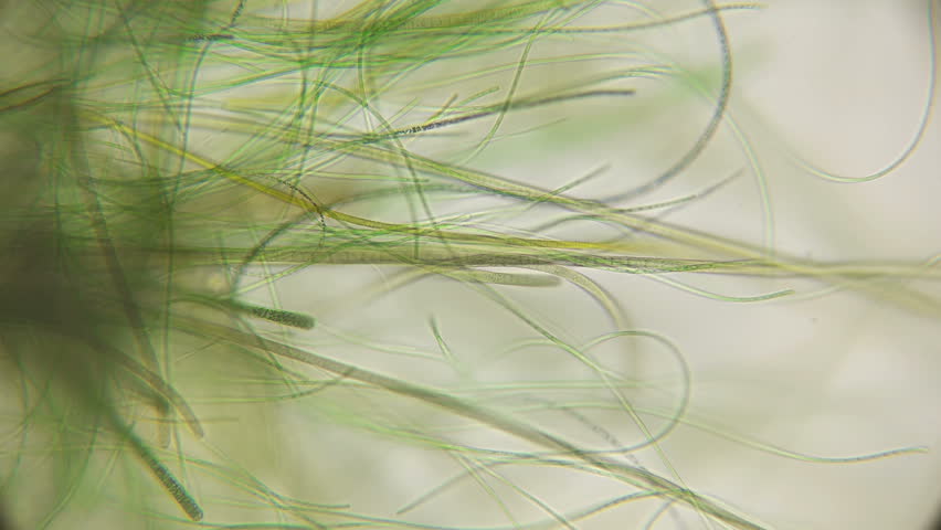 Movement of Live Algae Under Stock Footage Video (100% Royalty-free ...