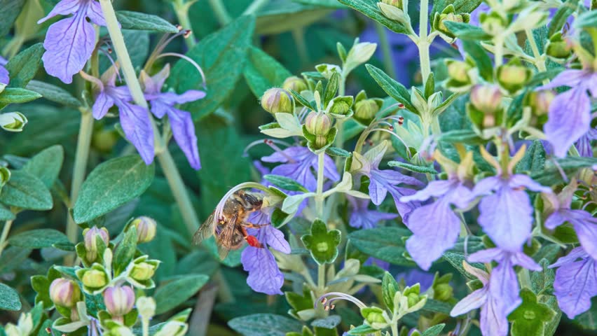 Large Bumblebee on a flower image - Free stock photo - Public Domain ...
