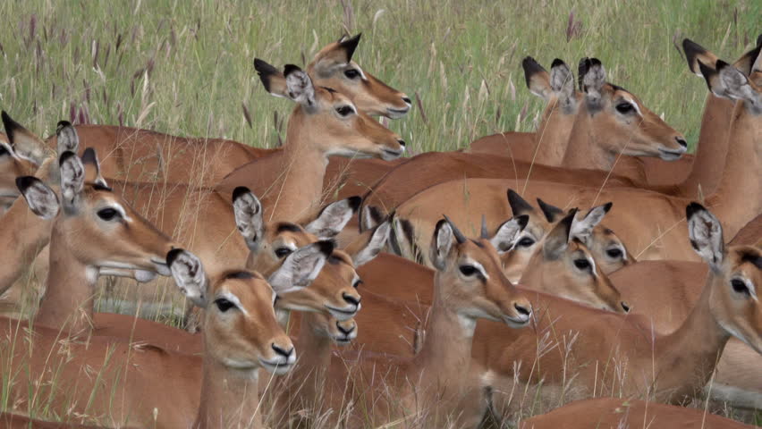 Beautiful Impala Antelope in the wild image - Free stock photo - Public ...
