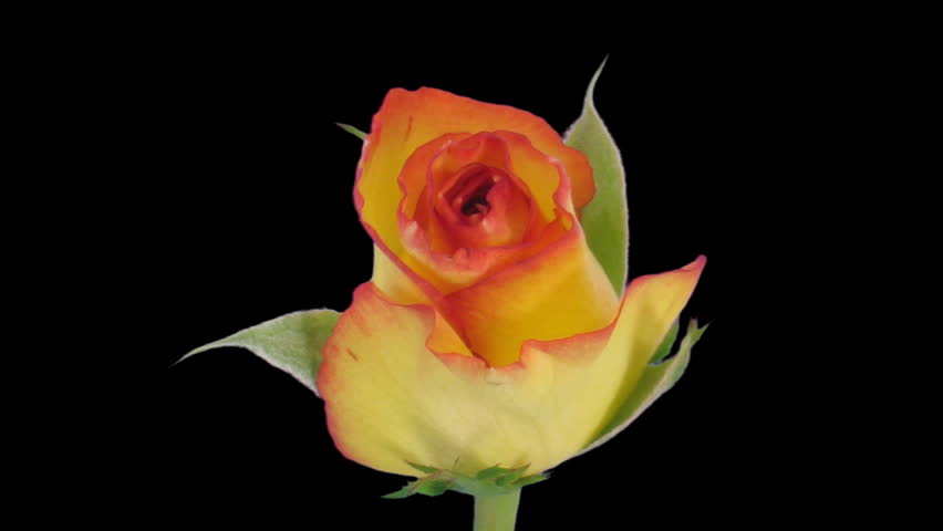 Time-lapse Of Opening Yellow "Birdy" Rose 2c In PNG+ Format With Alpha ...