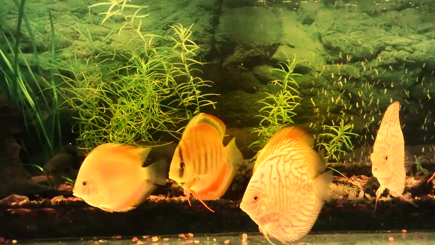 The discus Fish - Symphysodon image - Free stock photo - Public Domain ...