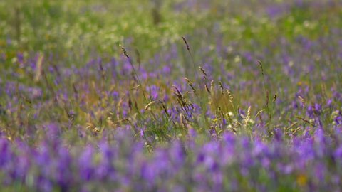 Steppe Flowers Stock Video Footage - 4K and HD Video Clips | Shutterstock