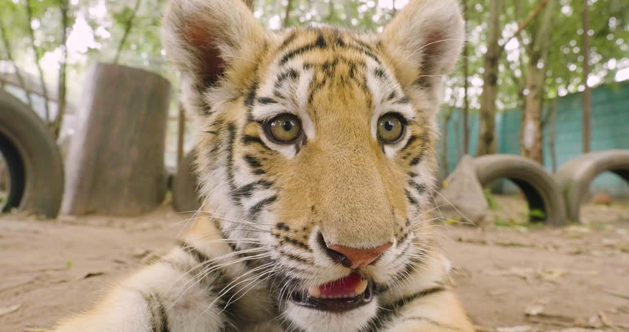 Siberian Tiger and Cub (Panthera tigris altaica) image - Free stock photo - Public Domain photo ...