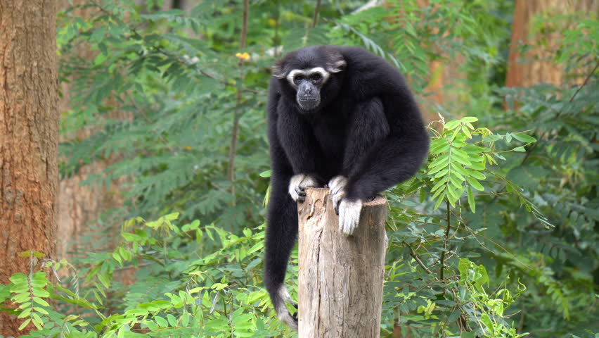 Gibbon Stock Video Footage - 4K and HD Video Clips | Shutterstock