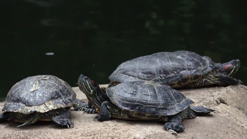 Turtle sitting on a rock image - Free stock photo - Public Domain photo ...