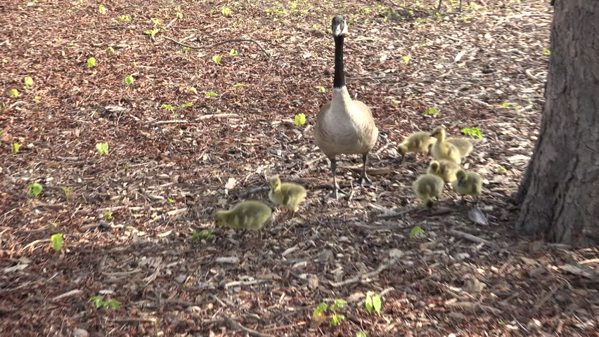 Young yellow goslings image - Free stock photo - Public Domain photo ...
