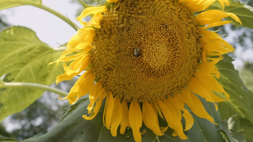 Bumblebee; Flower; Summer; Garden; Nature; Stock Footage Video (100% ...