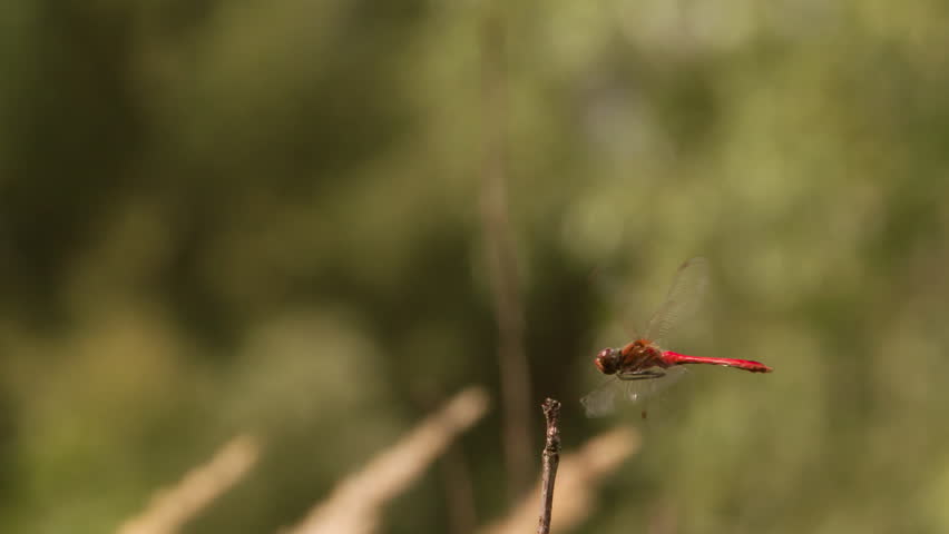 Dragonfly Close-up Macro image - Free stock photo - Public Domain photo ...