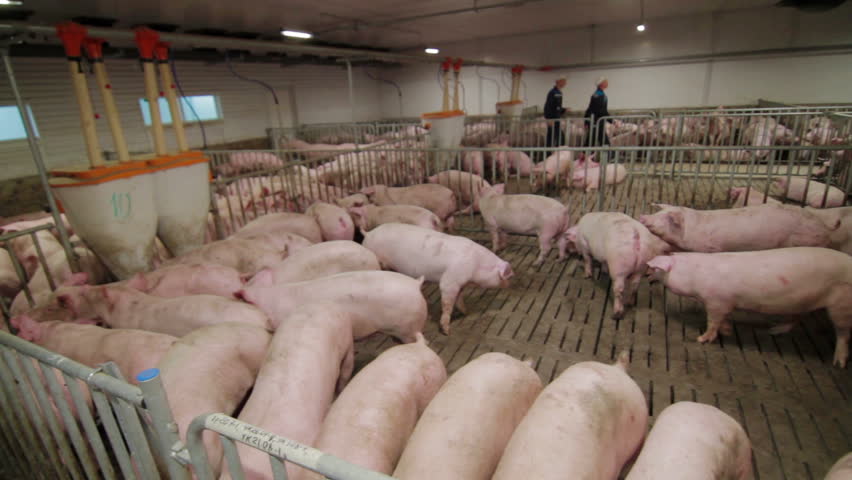 Pig Farm Workers Examining Pigs Stock Footage Video (100% Royalty-free ...