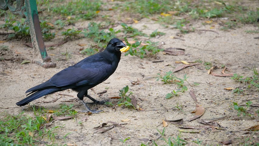 Crow standing on a branch image - Free stock photo - Public Domain ...