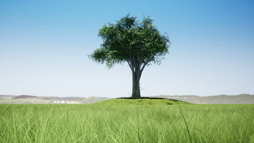 Single Tree and Green Grass Stock Footage Video (100% Royalty-free ...