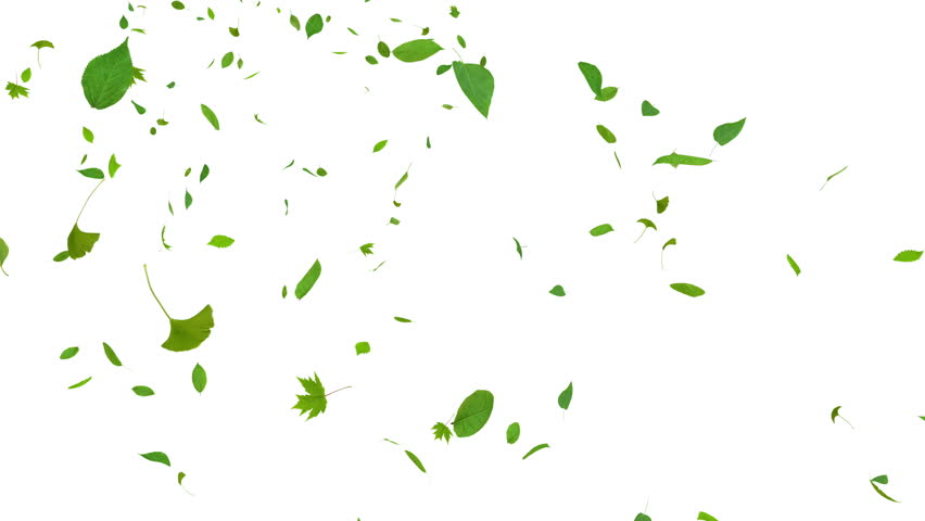 Flying Leaves. Stock Footage Video 10165742 | Shutterstock
