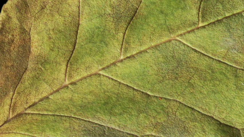 Timelapse of Autumn Leaf Aging, Stock Footage Video (100% Royalty-free ...