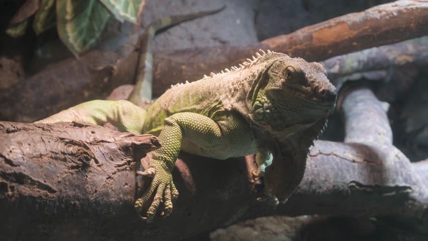 Northern Caiman Lizard image - Free stock photo - Public Domain photo ...
