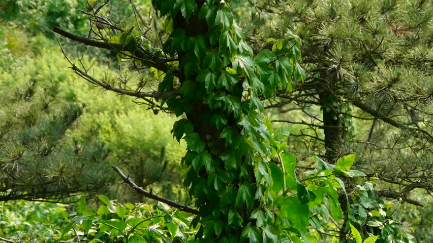 Pine Trees Vines,bushes in the Stock Footage Video (100% Royalty-free ...