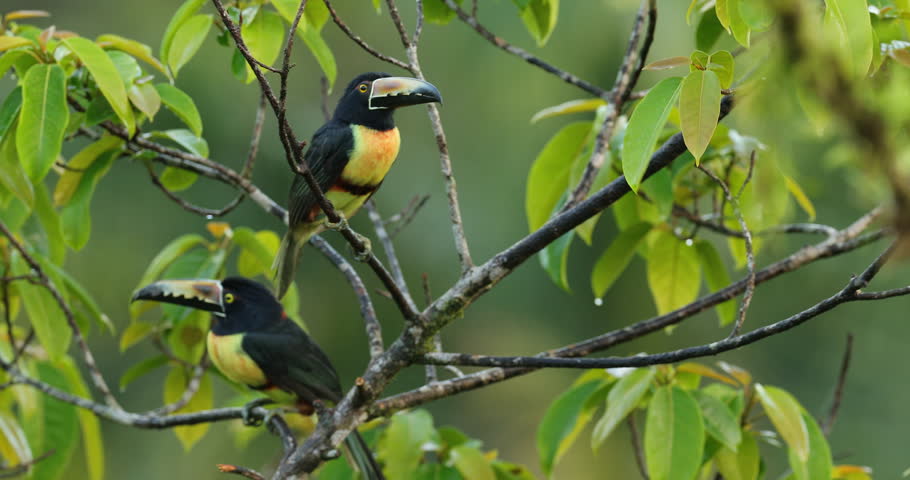 Collared Aracari Toucan - Pteroglossus torquatus image - Free stock ...