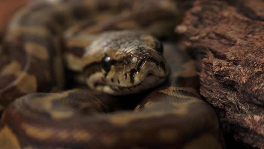 African Rock Python image - Free stock photo - Public Domain photo ...