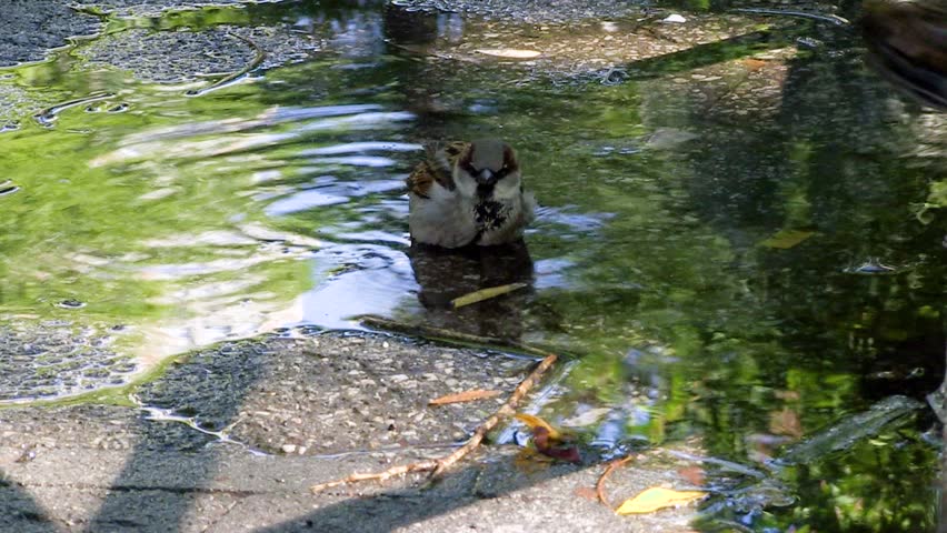 Small Bird Taking a Bath image - Free stock photo - Public Domain photo ...
