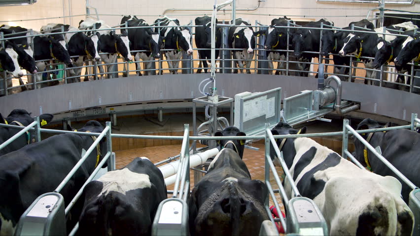 Automatic Milking Carousel System at Video de stock (totalmente libre ...